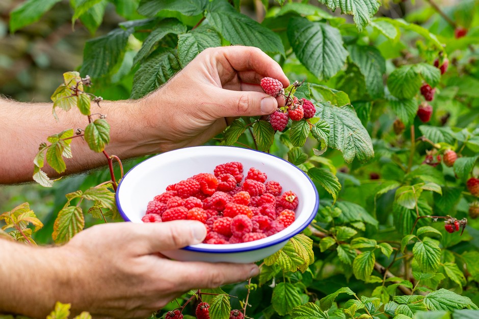 How to Grow Raspberries: Expert Tips for a Bountiful Harvest - Green ...